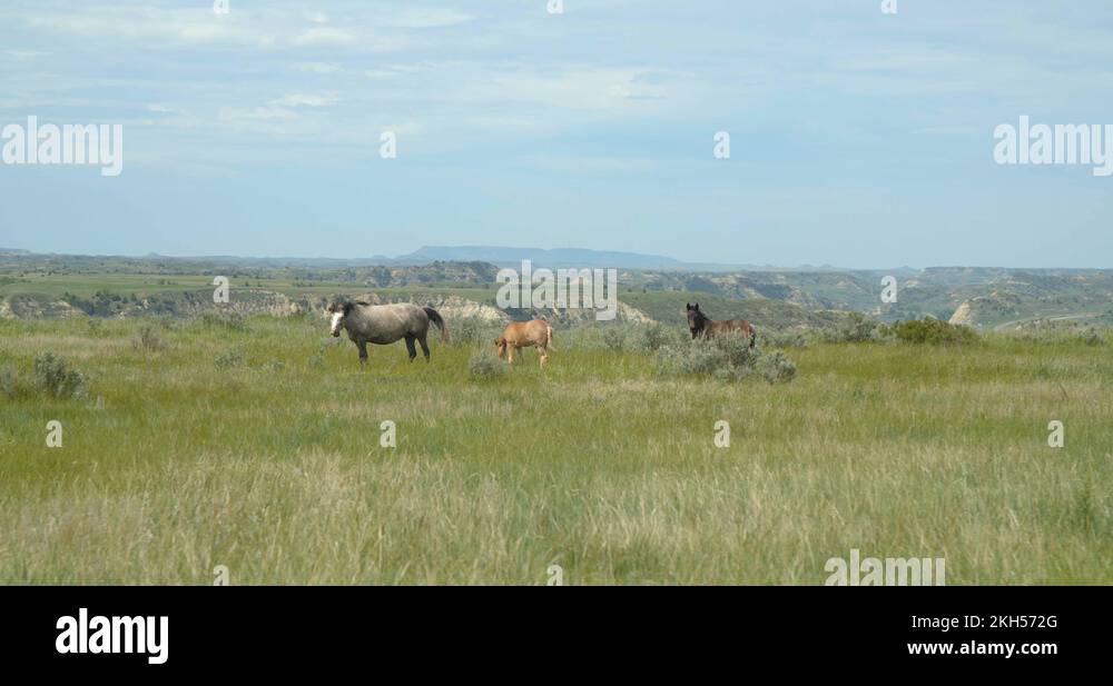 Mother Horse With Its Baby Colt in the Wild, Slow Motion 4K Stock Video ...