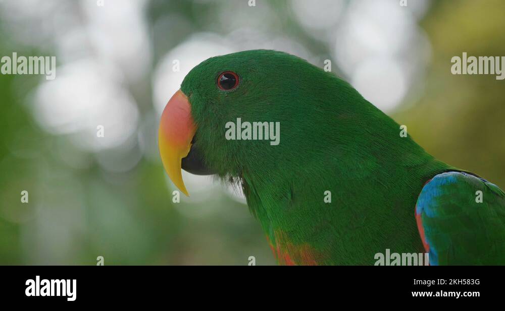 Parrot colors Stock Videos & Footage - HD and 4K Video Clips - Alamy