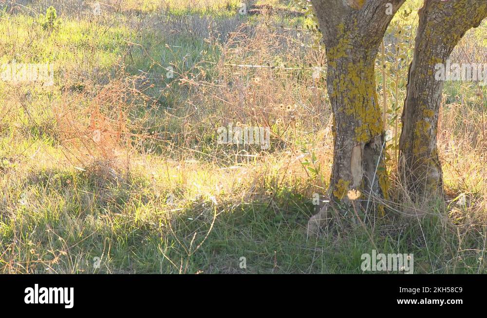 Spider sun silhouette Stock Videos & Footage - HD and 4K Video Clips ...