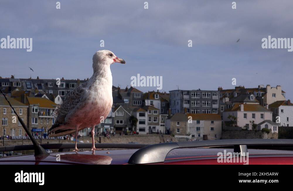 Gull harbor uk Stock Videos & Footage - HD and 4K Video Clips - Alamy