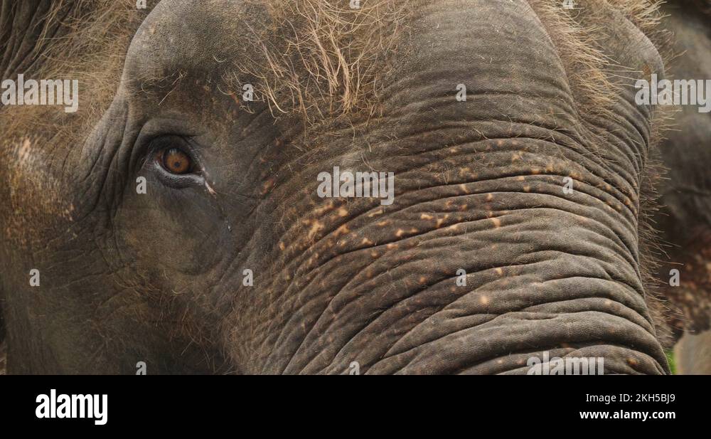 Animal age Stock Videos & Footage - HD and 4K Video Clips - Alamy