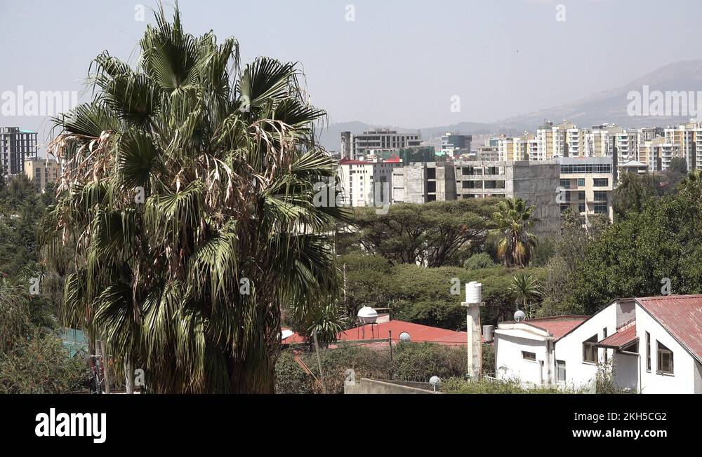 Palm tree swaying in the wind before skyline Bole district in Addis ...