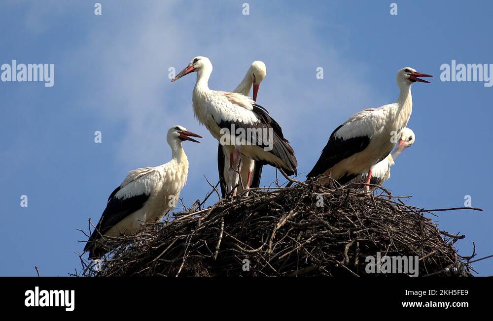 Storks Nest on a Pole, Birds Family Nesting, Flock of Storks in Sky ...