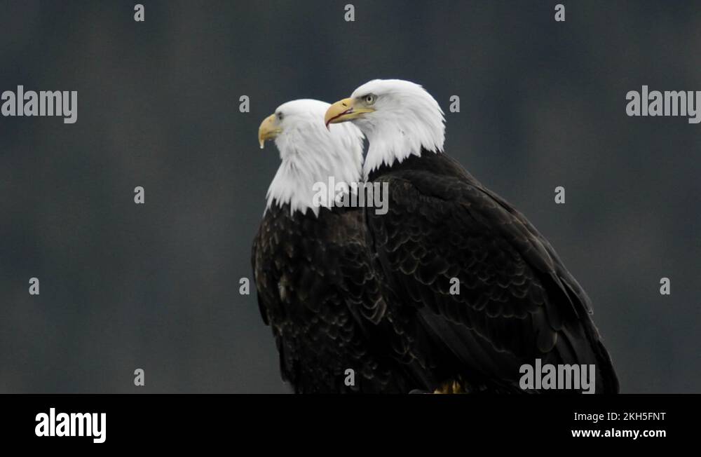 Mature bald eagles Stock Videos & Footage - HD and 4K Video Clips - Alamy