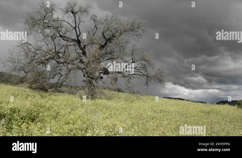 Valley oak tree Stock Videos & Footage - HD and 4K Video Clips - Alamy