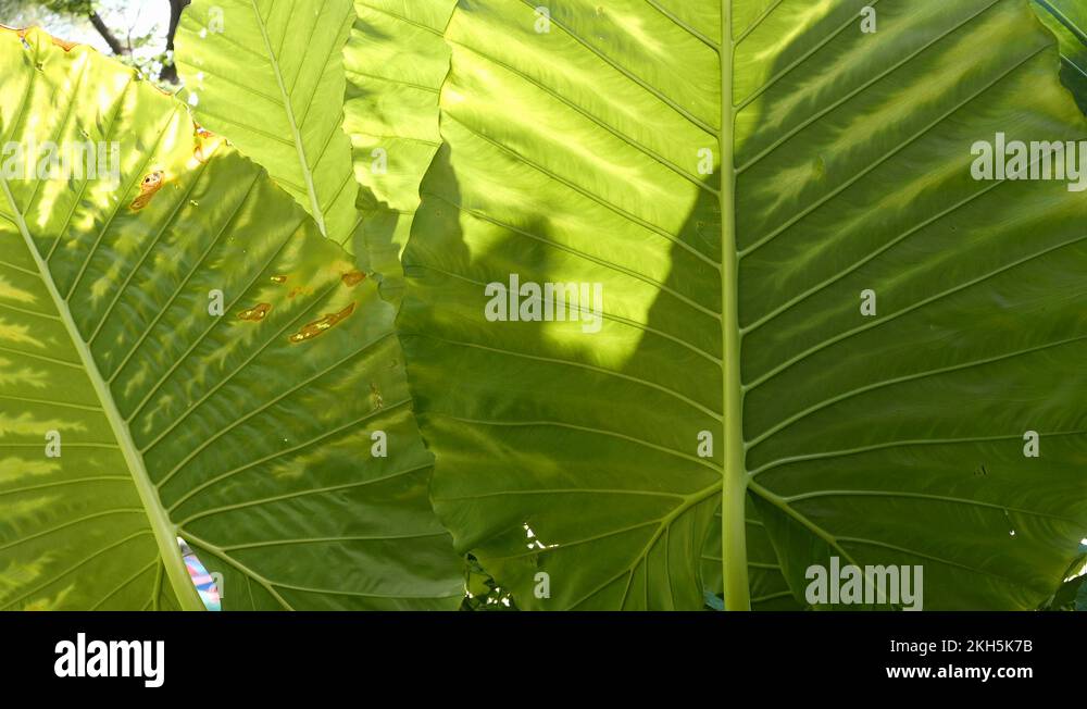 Sunshine shadow Stock Videos & Footage - HD and 4K Video Clips - Alamy