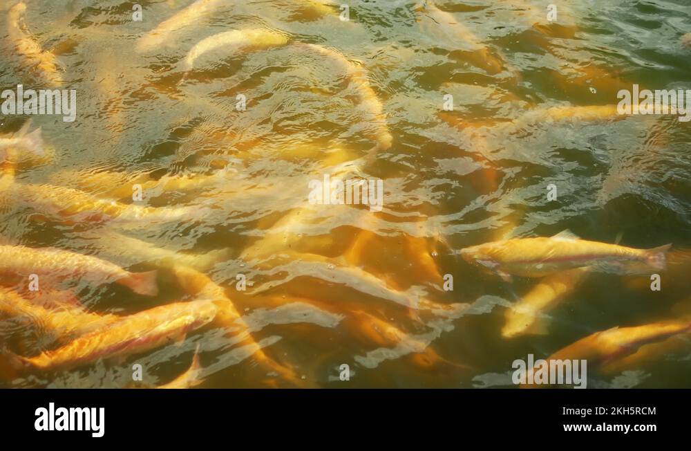close-up. amber golden trout. fish floating freely in water at a fish ...