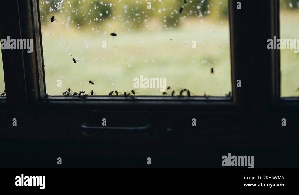 Wooden insects Stock Videos & Footage - HD and 4K Video Clips - Alamy