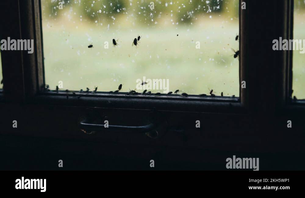 Cluster of flies Stock Videos & Footage - HD and 4K Video Clips - Alamy
