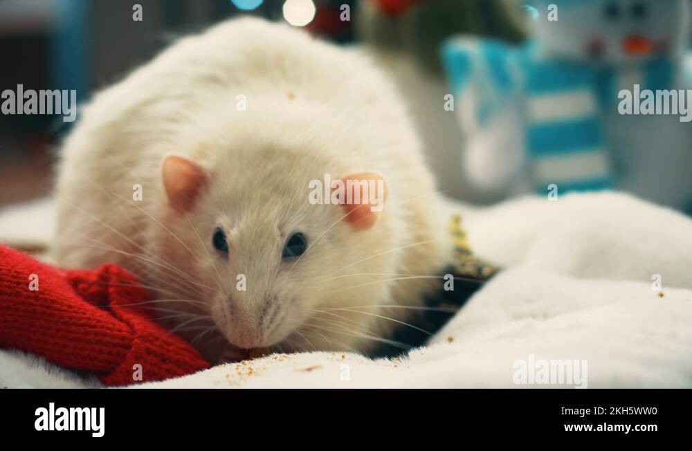 White domestic rat eat cookie Stock Videos & Footage - HD and 4K Video ...