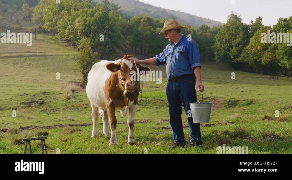 A farmer breeds and cows his cow in nature according to ancient ...