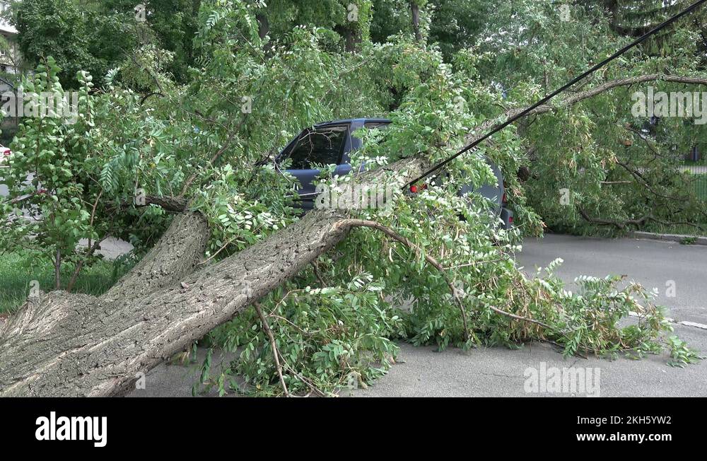 Buried tree Stock Videos & Footage - HD and 4K Video Clips - Alamy