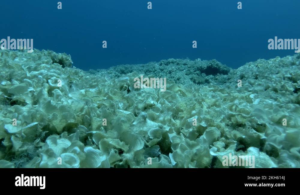 Underwater landscape rocky bottom covered with brown alga peacock's ...