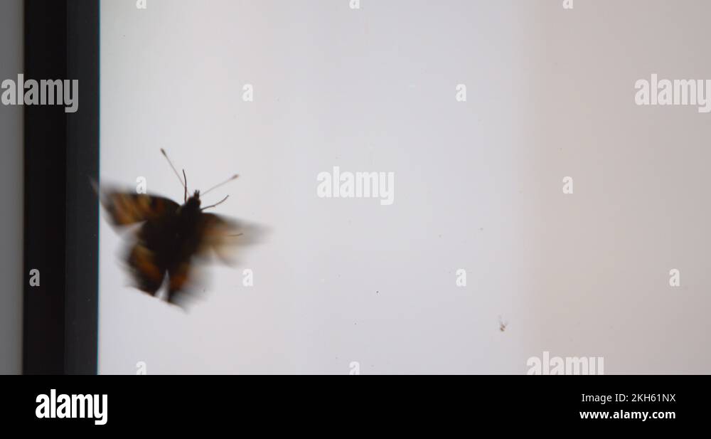Butterfly flying wings flapping against glass window comes to rest ...
