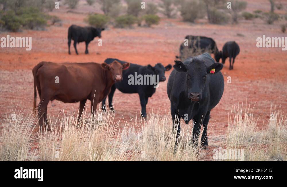 Outback australian cattle station or ranch Stock Videos & Footage - HD ...