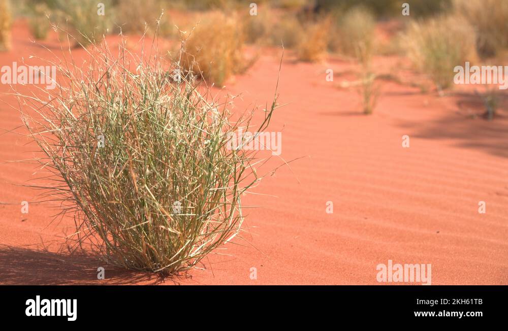 Slider: Cluster of green grass seen in Uluru - Kata Tjuta National Park ...