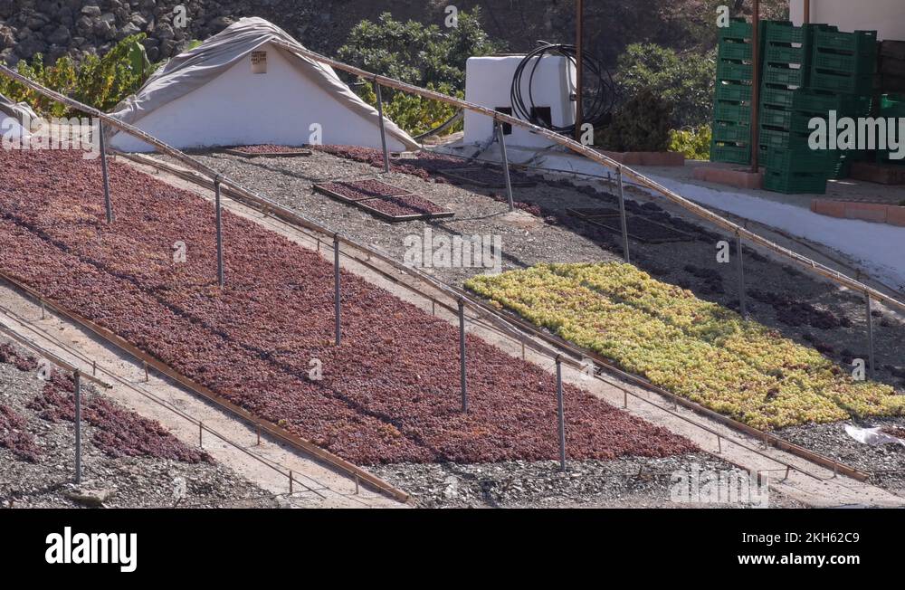 Raisins grape drying at sun on the sunny paseros, typical spanish place ...