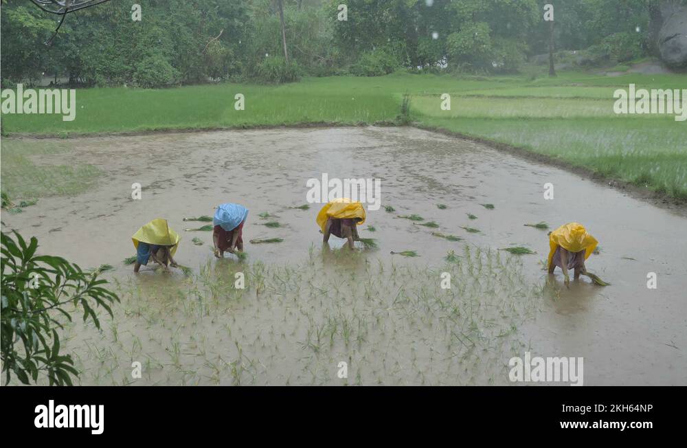 Transplanting of rice seedling Stock Videos & Footage - HD and 4K Video ...