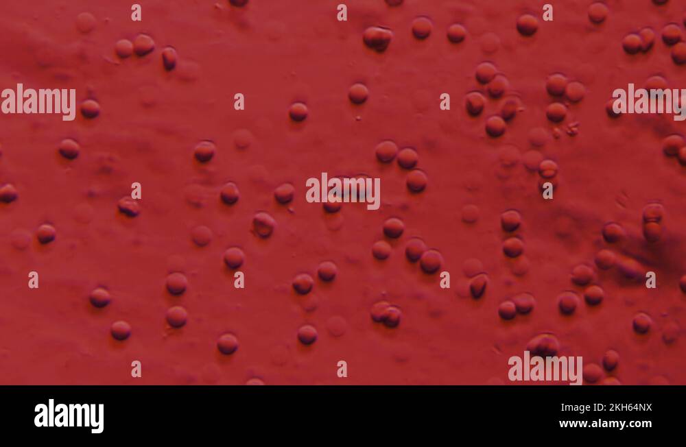 Blood cell microscope Stock Videos & Footage - HD and 4K Video Clips ...