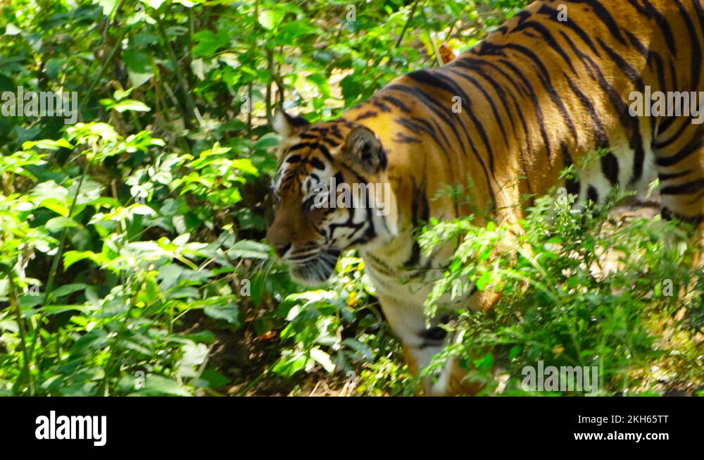 Tiger in bushes Stock Videos & Footage - HD and 4K Video Clips - Alamy
