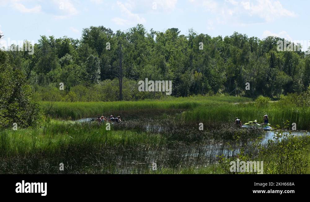Marsh land and forest with winding stream and people wading in shallow ...