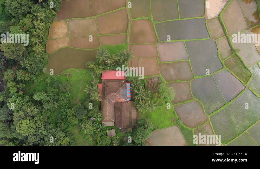 Indian paddy Stock Videos & Footage - HD and 4K Video Clips - Alamy