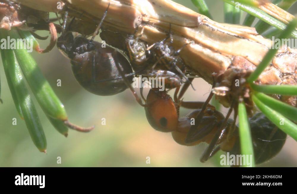 Symbiotic relationship with ants Stock Videos & Footage - HD and 4K ...