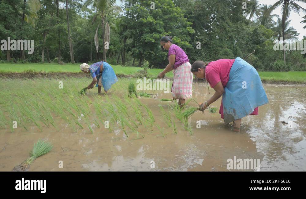 Green rice field seedlings Stock Videos & Footage - HD and 4K Video ...
