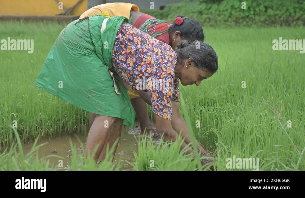 Female working rural india Stock Videos & Footage - HD and 4K Video ...