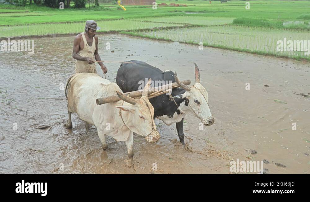 Indian man ploughing rice paddy Stock Videos & Footage - HD and 4K Video Clips - Alamy