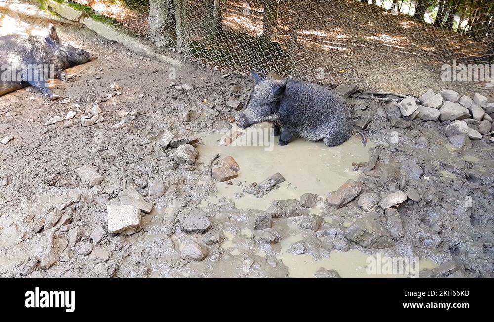 Wild pigs Sus scrofa with young animals wallow in a swamp in a zoo in a ...