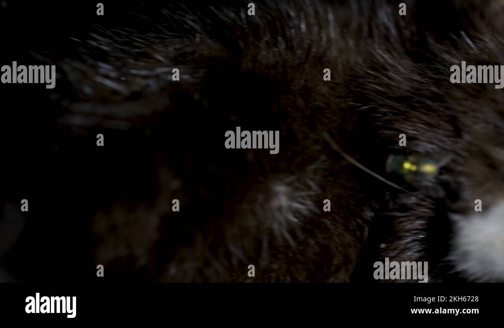 Stage of decomposition Stock Videos & Footage - HD and 4K Video Clips - Alamy