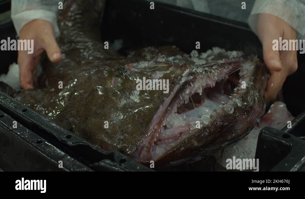Fresh monkfish with teeth Stock Videos & Footage - HD and 4K Video ...