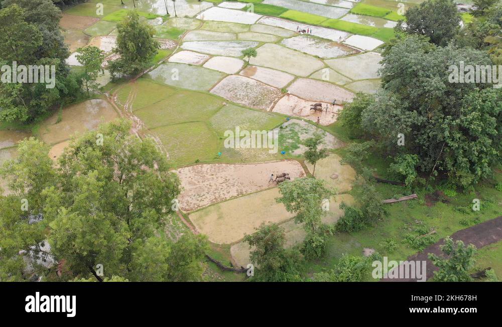 Rice paddy field india Stock Videos & Footage - HD and 4K Video Clips ...