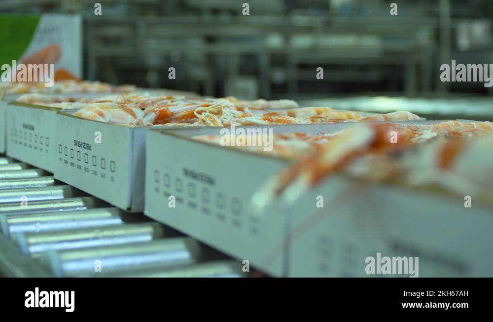 Freshly caught seafood prawn shrimp in food factory box packaging Stock ...