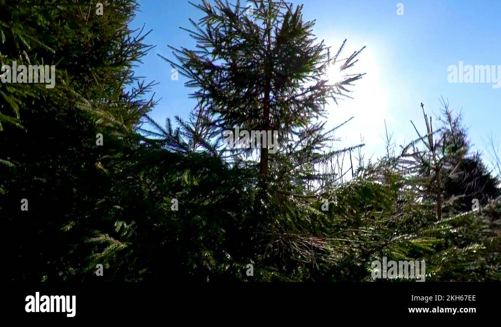 Thin trunks Stock Videos & Footage - HD and 4K Video Clips - Alamy