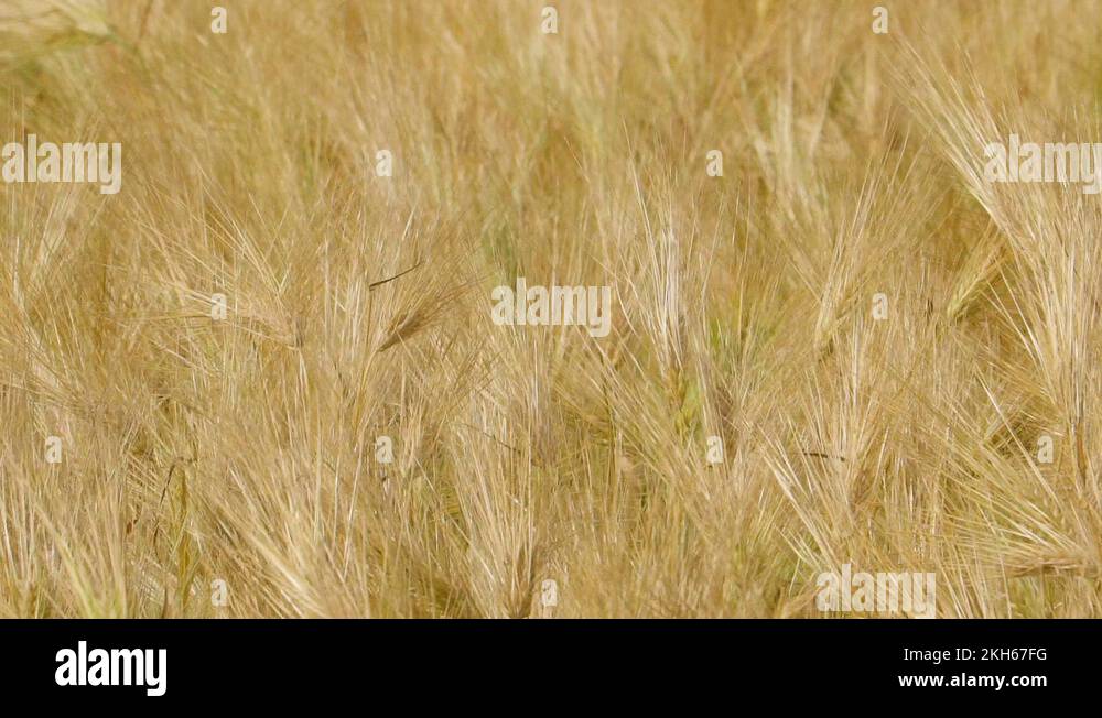 Grains and plants Stock Videos & Footage - HD and 4K Video Clips - Alamy