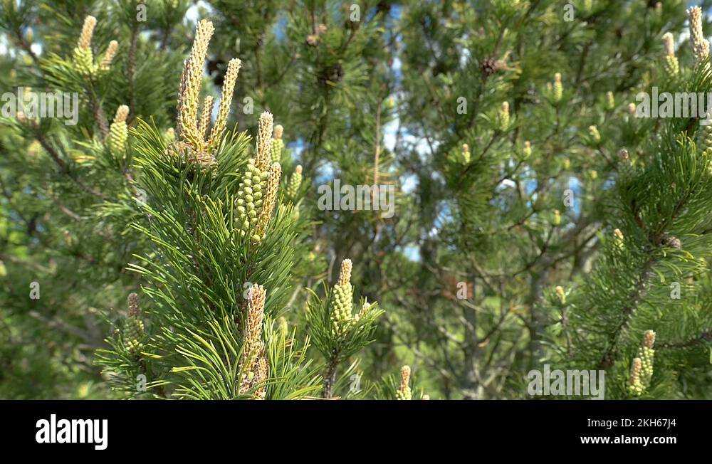 Trees and acorns Stock Videos & Footage - HD and 4K Video Clips - Alamy