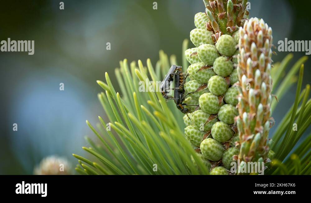 Bugs on trees Stock Videos & Footage - HD and 4K Video Clips - Alamy