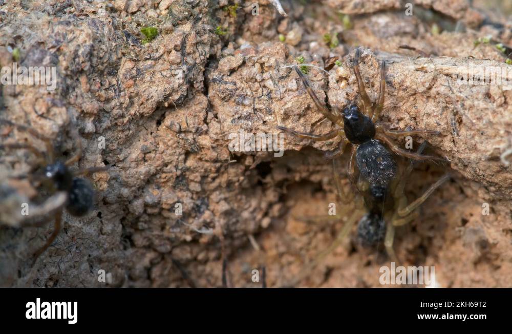 Russian spider Stock Videos & Footage - HD and 4K Video Clips - Alamy