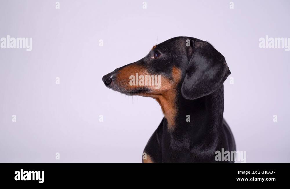 Long tan ears Stock Videos & Footage - HD and 4K Video Clips - Alamy