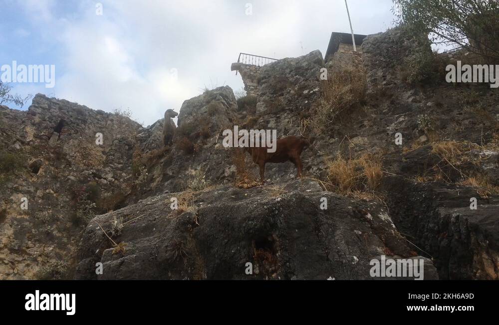 Goat castle Stock Videos & Footage - HD and 4K Video Clips - Alamy
