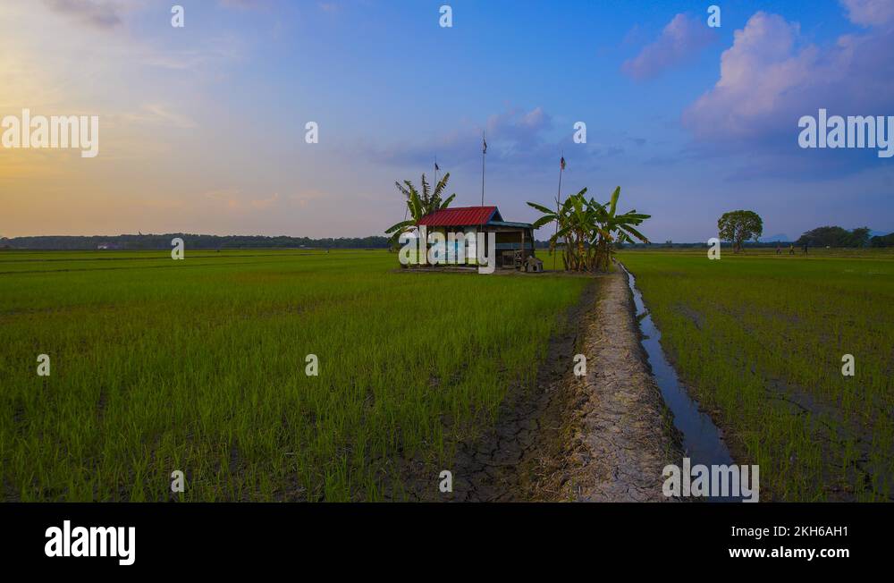 Hut in paddy rice field Stock Videos & Footage - HD and 4K Video Clips ...