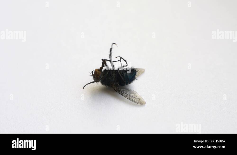 A fly dying laying on it's back on white background 4k macro Stock ...