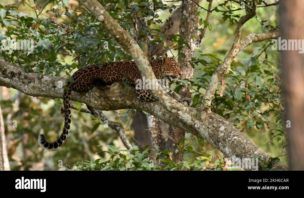 Wildlife photography in kerala Stock Videos & Footage - HD and 4K Video ...