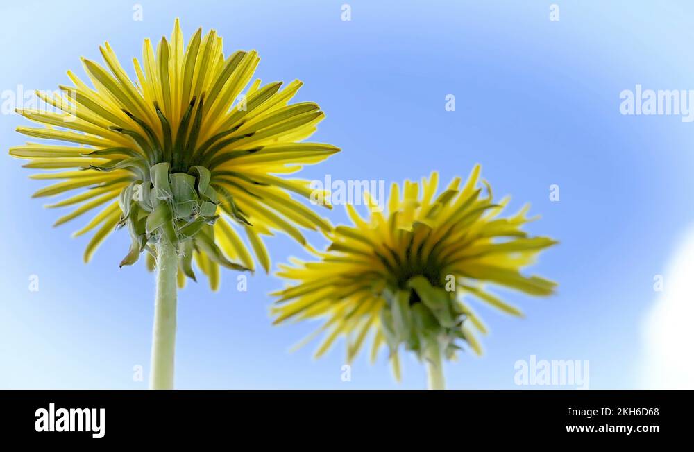 Blossom with sepal Stock Videos & Footage - HD and 4K Video Clips - Alamy