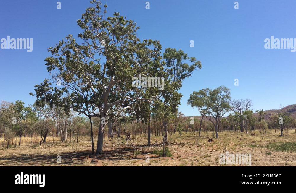 Australian baobab tree Stock Videos & Footage - HD and 4K Video Clips ...