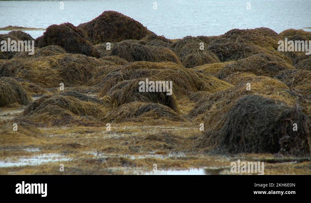 Sea mounds Stock Videos & Footage - HD and 4K Video Clips - Alamy