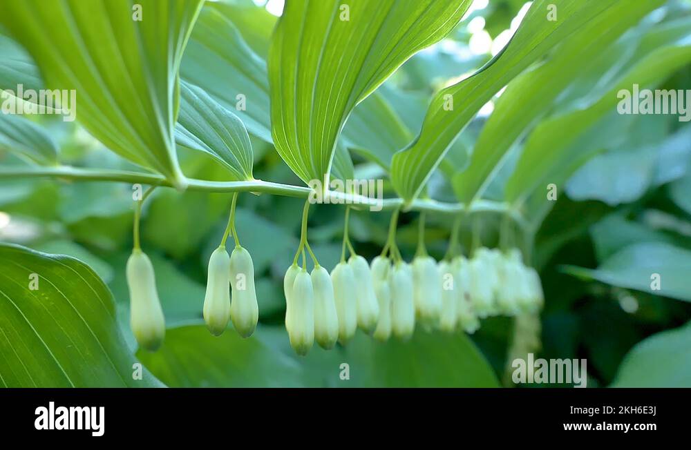 White budding flowers Stock Videos & Footage - HD and 4K Video Clips ...
