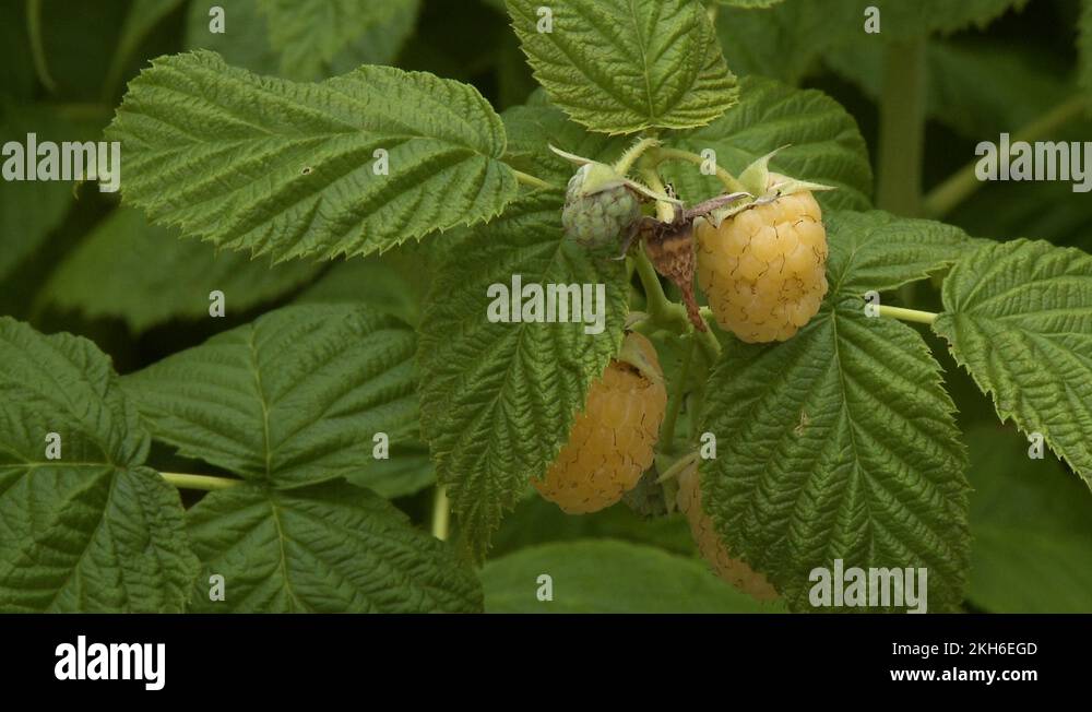 Spindly plant Stock Videos & Footage - HD and 4K Video Clips - Alamy